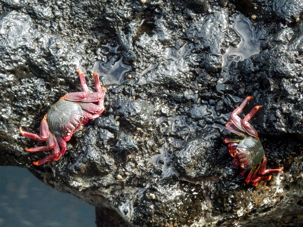 Atlantische rode rotskrab - Vakantiehuis op La Palma