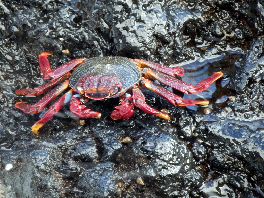Atlantische rode rotskrab - Vakantiehuis op La Palma
