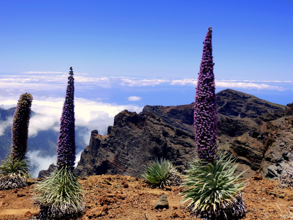 Flora op La Palma